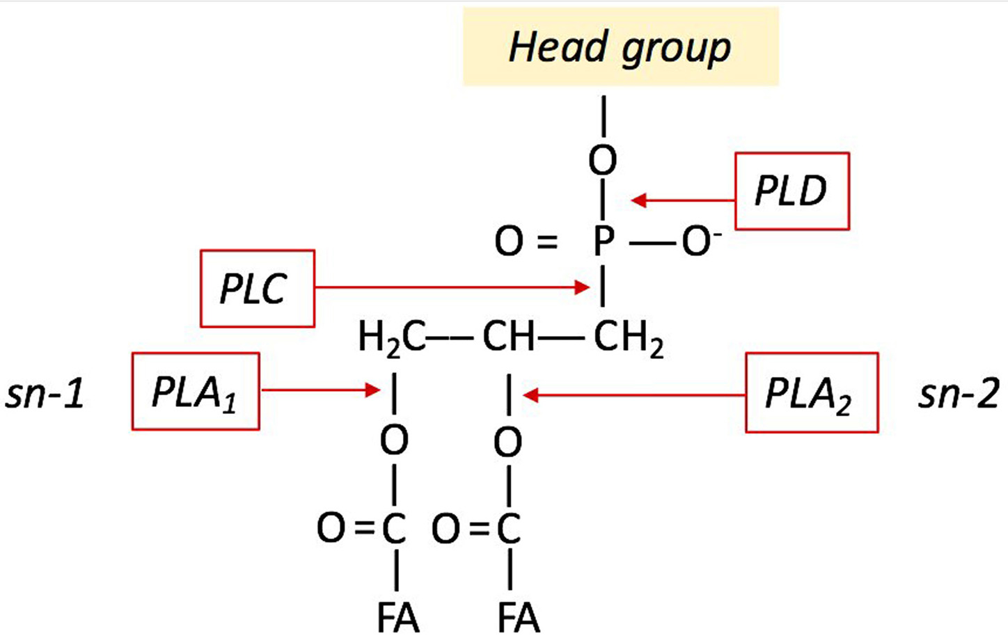 Fungal lipids: biosynthesis and signalling during plant-pathogen ...