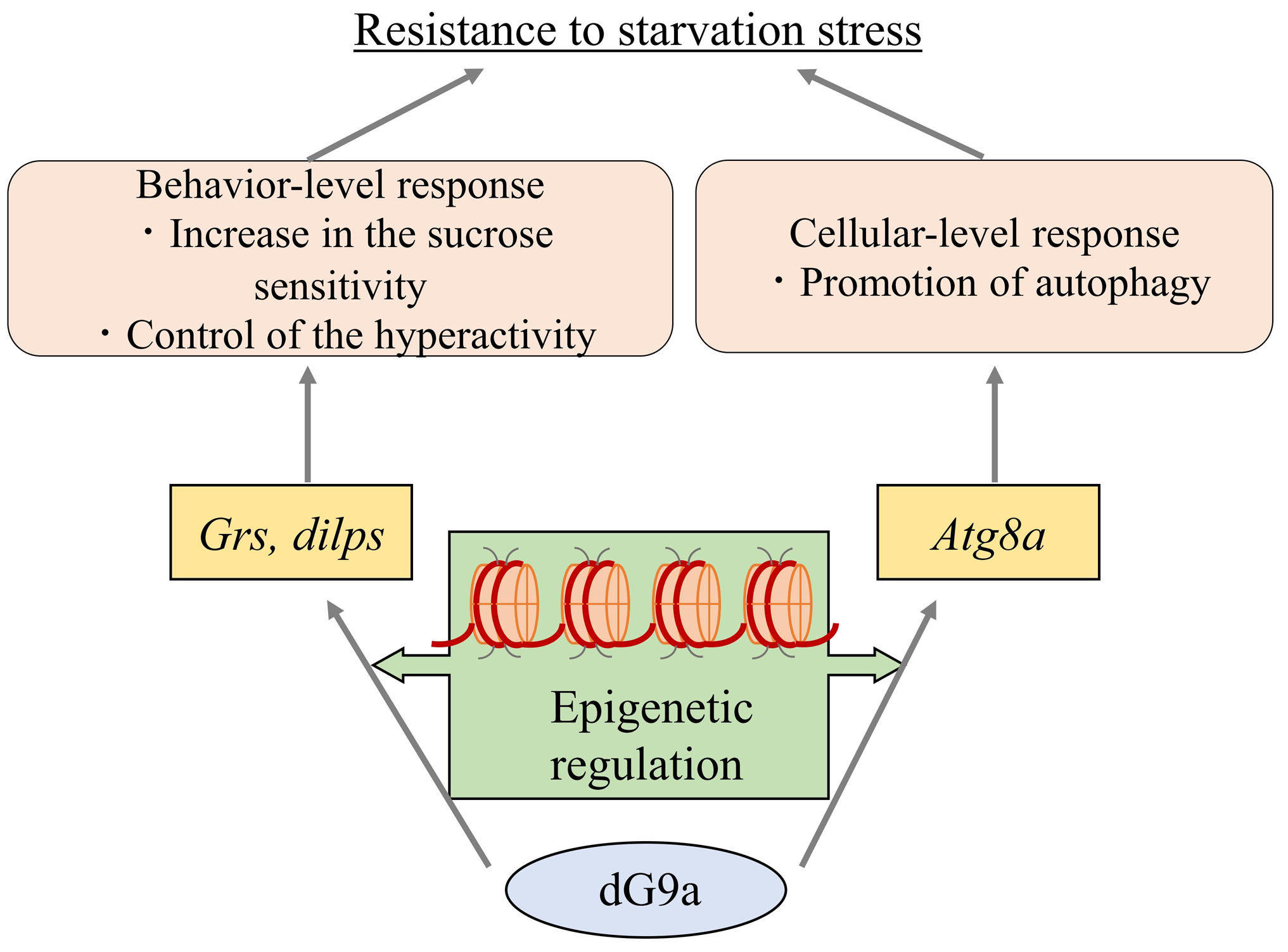 Regulation of animal behavior by epigenetic regulators