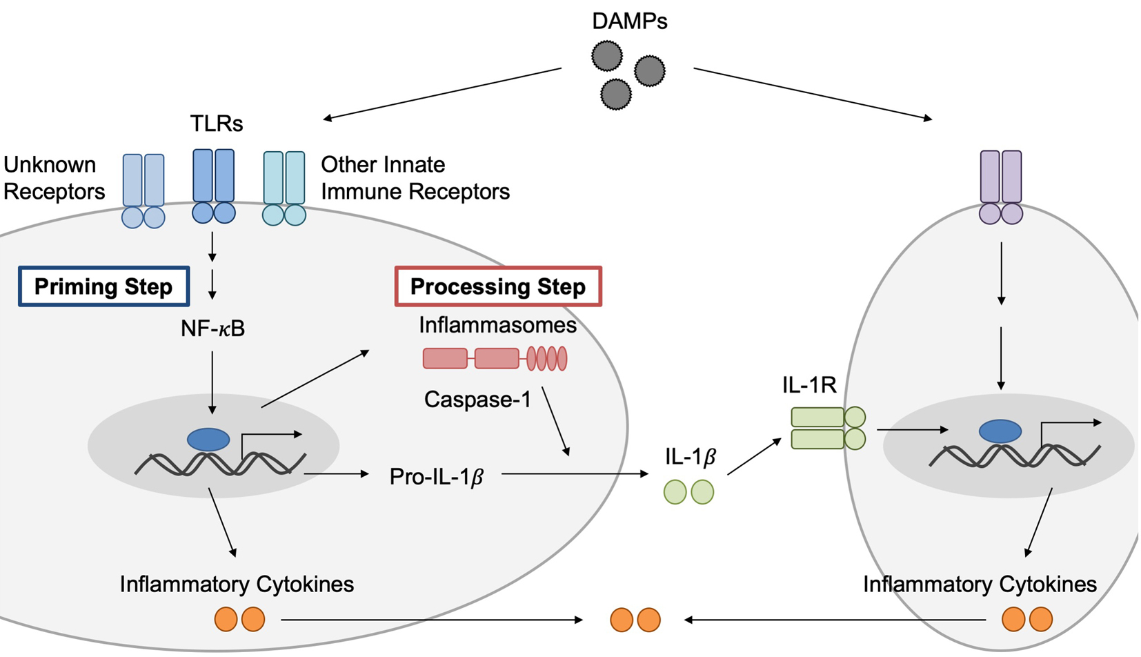 Sterile induction of innate immunity in Drosophila melanogaster