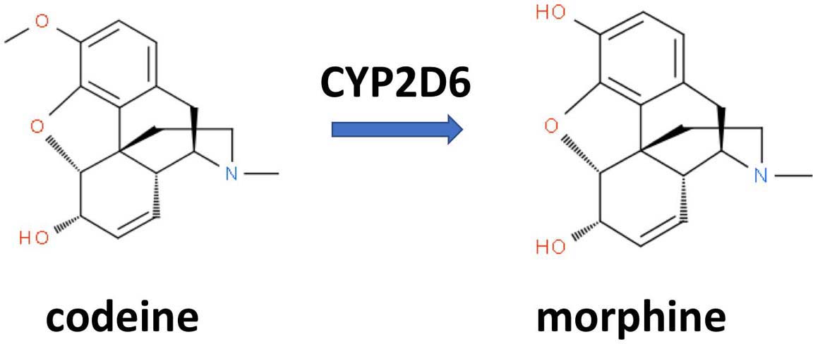 codeine metabolism genetics