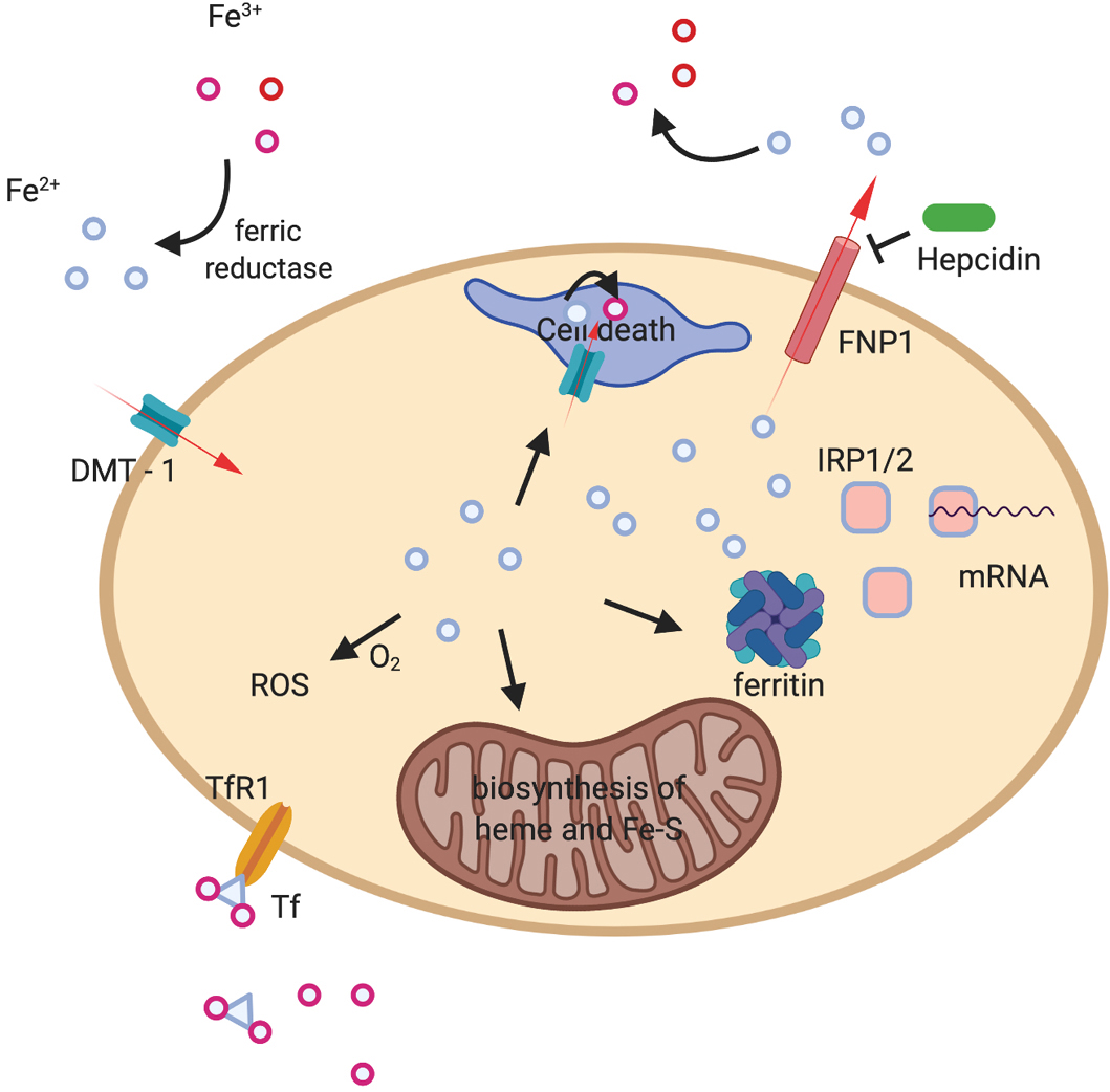 The role of iron in viral infections