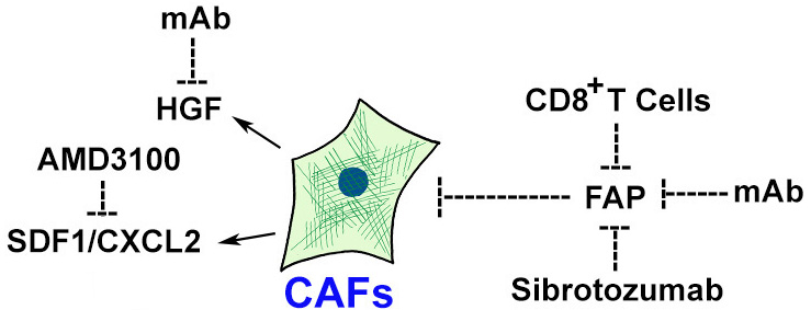 Cancer associated fibroblasts: phenotypic and functional heterogeneity