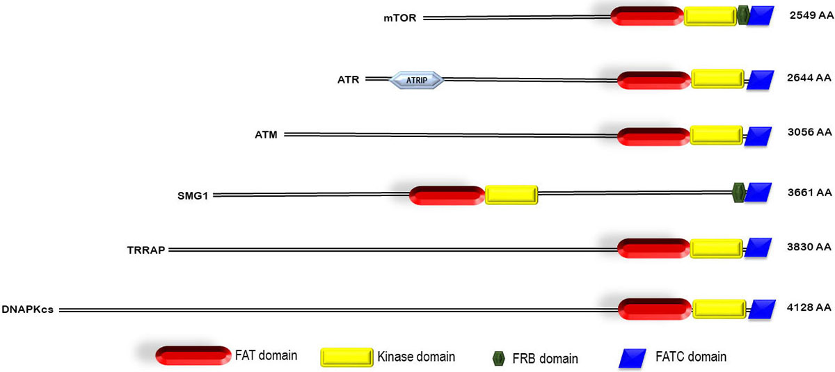 Structural and strategic landscape of PIKK protein family and their ...