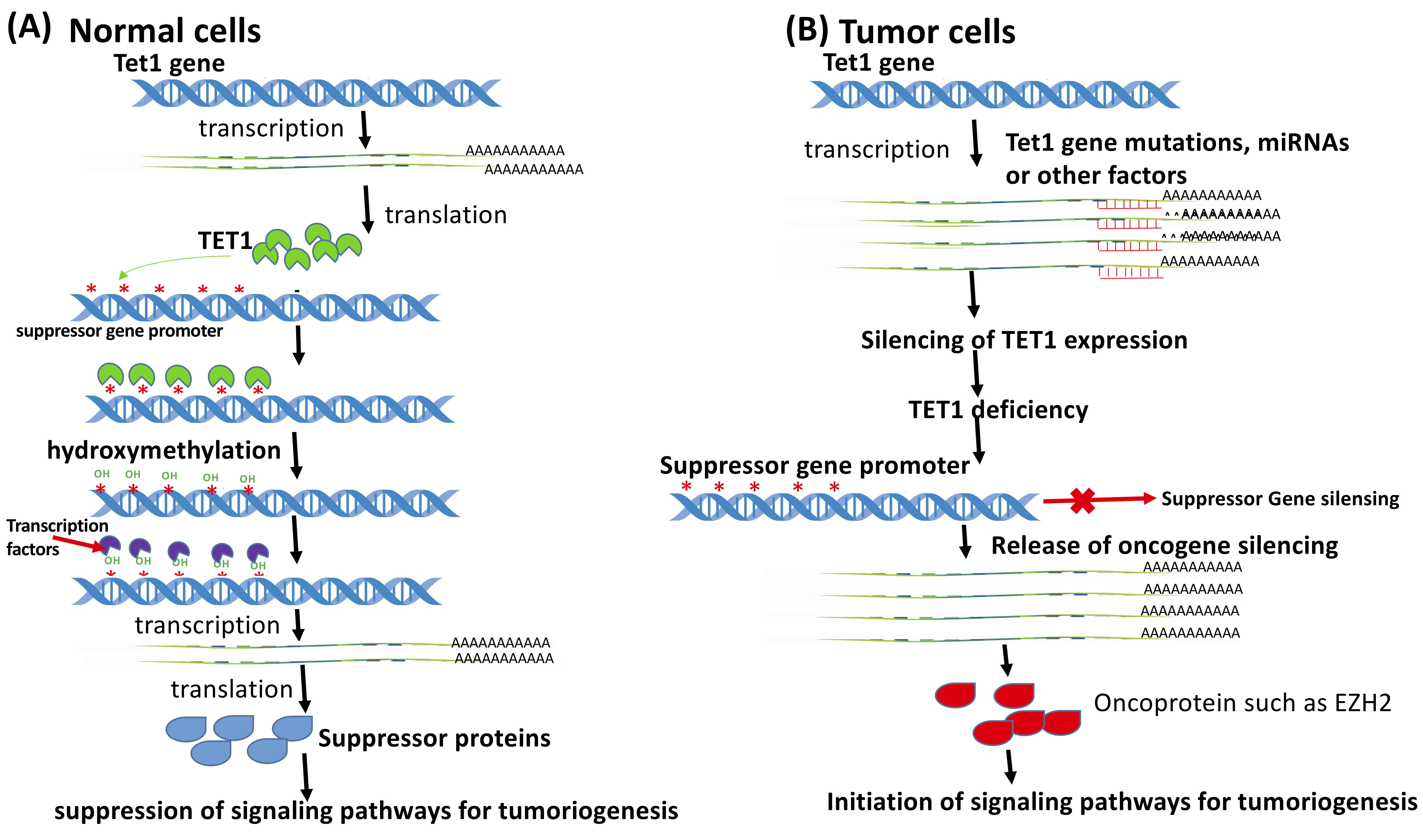 Ten-eleven translocation proteins (TETs): tumor suppressors or tumor ...