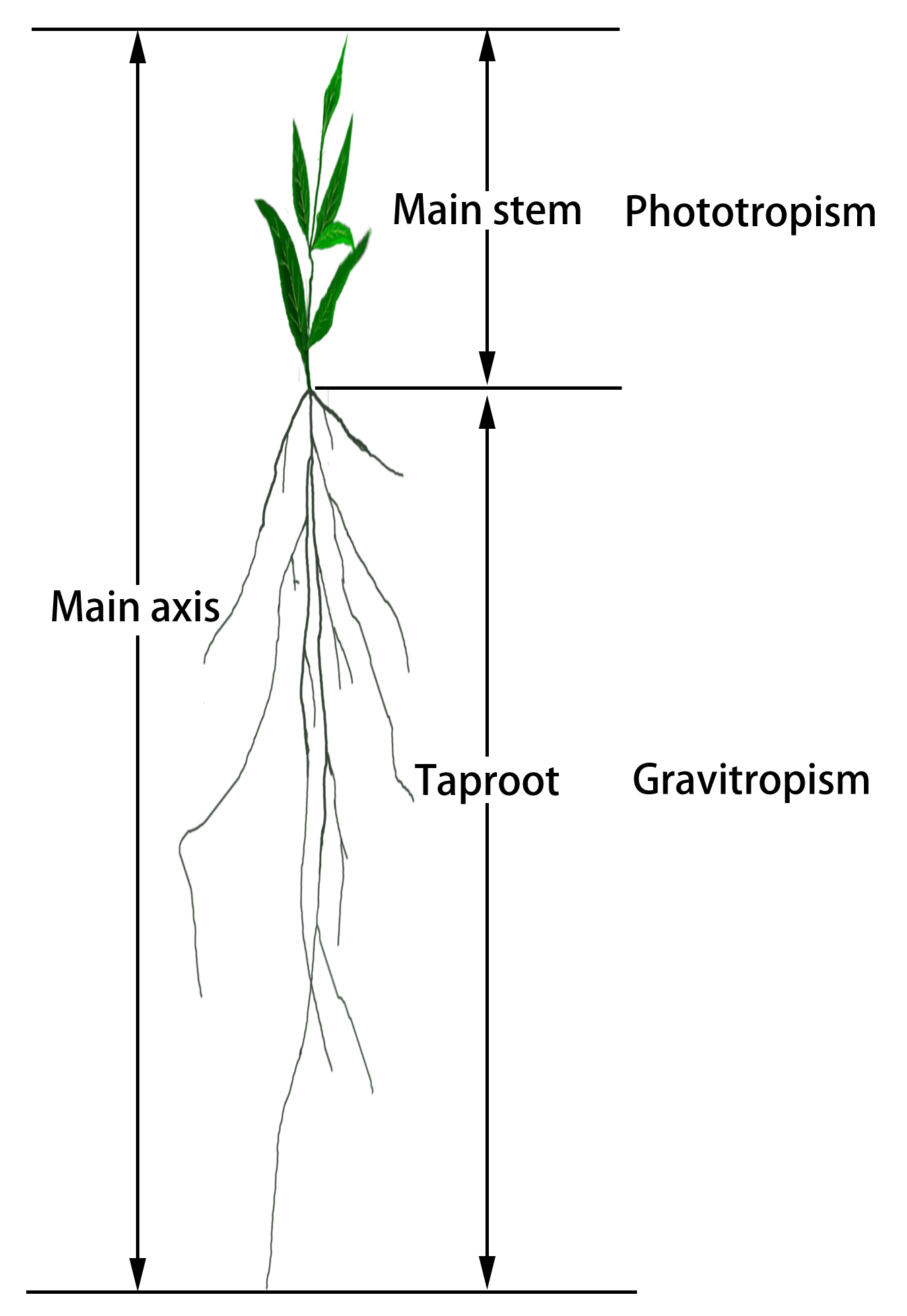gravitropism example