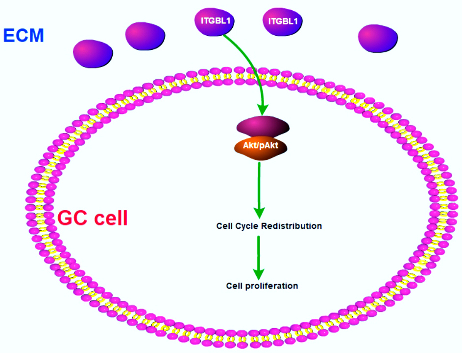 ITGBL1 promotes gastric cancer cell proliferation and invasion via Akt ...