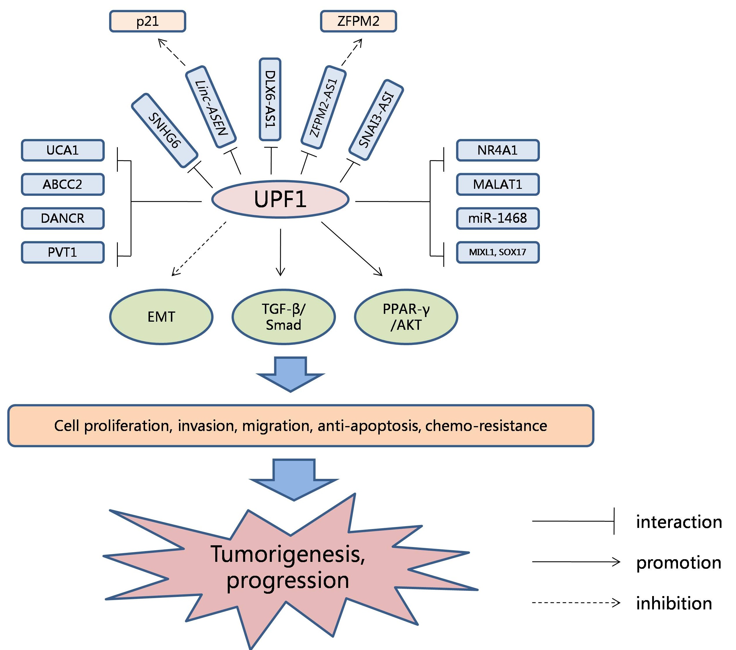 UPF1: a potential biomarker in human cancers