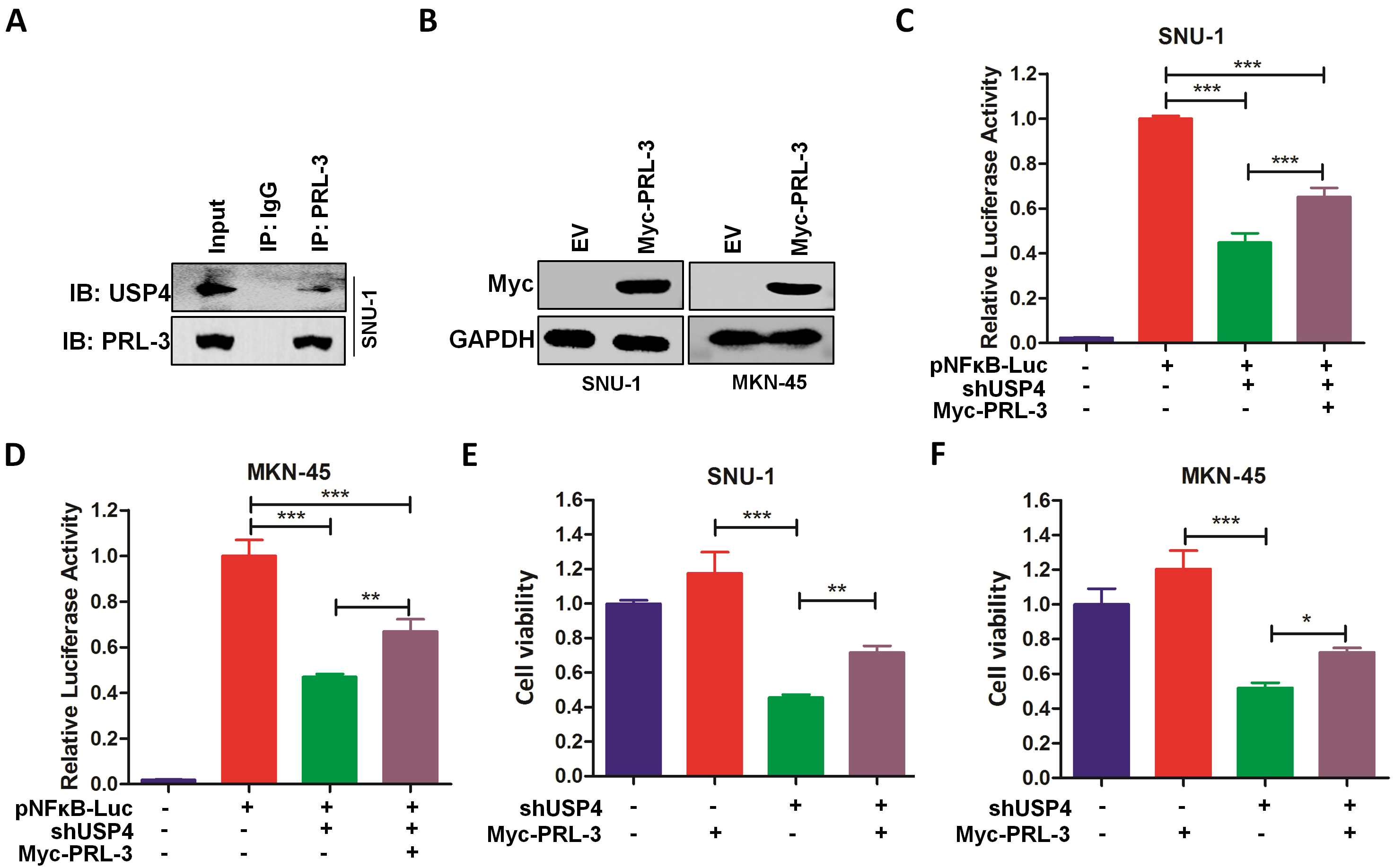 The Deubiquitinating Enzyme USP4 Functions as an Oncoprotein in Gastric ...
