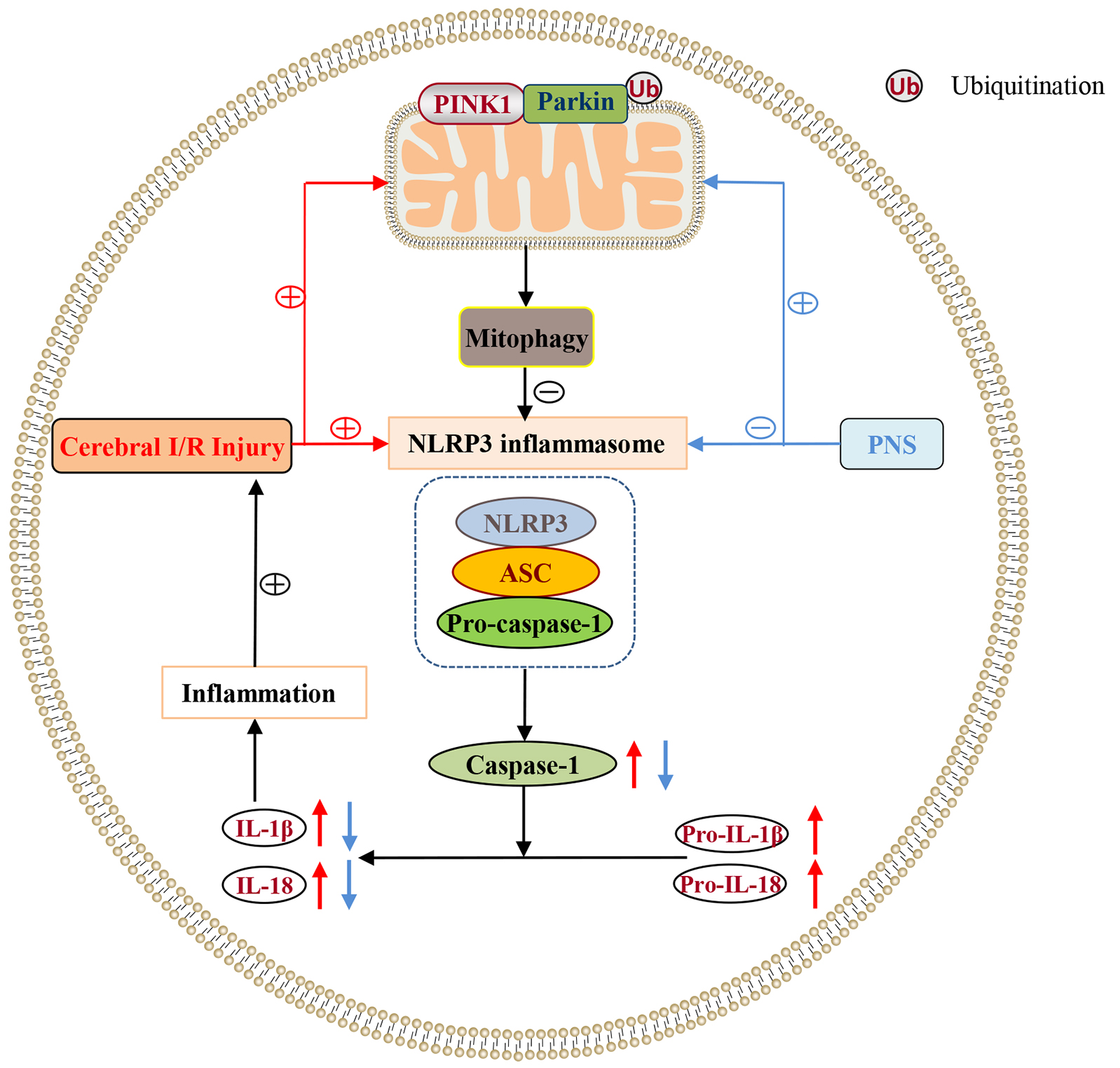 Panax notoginseng Saponins Attenuate Cerebral Ischemia-Reperfusion ...