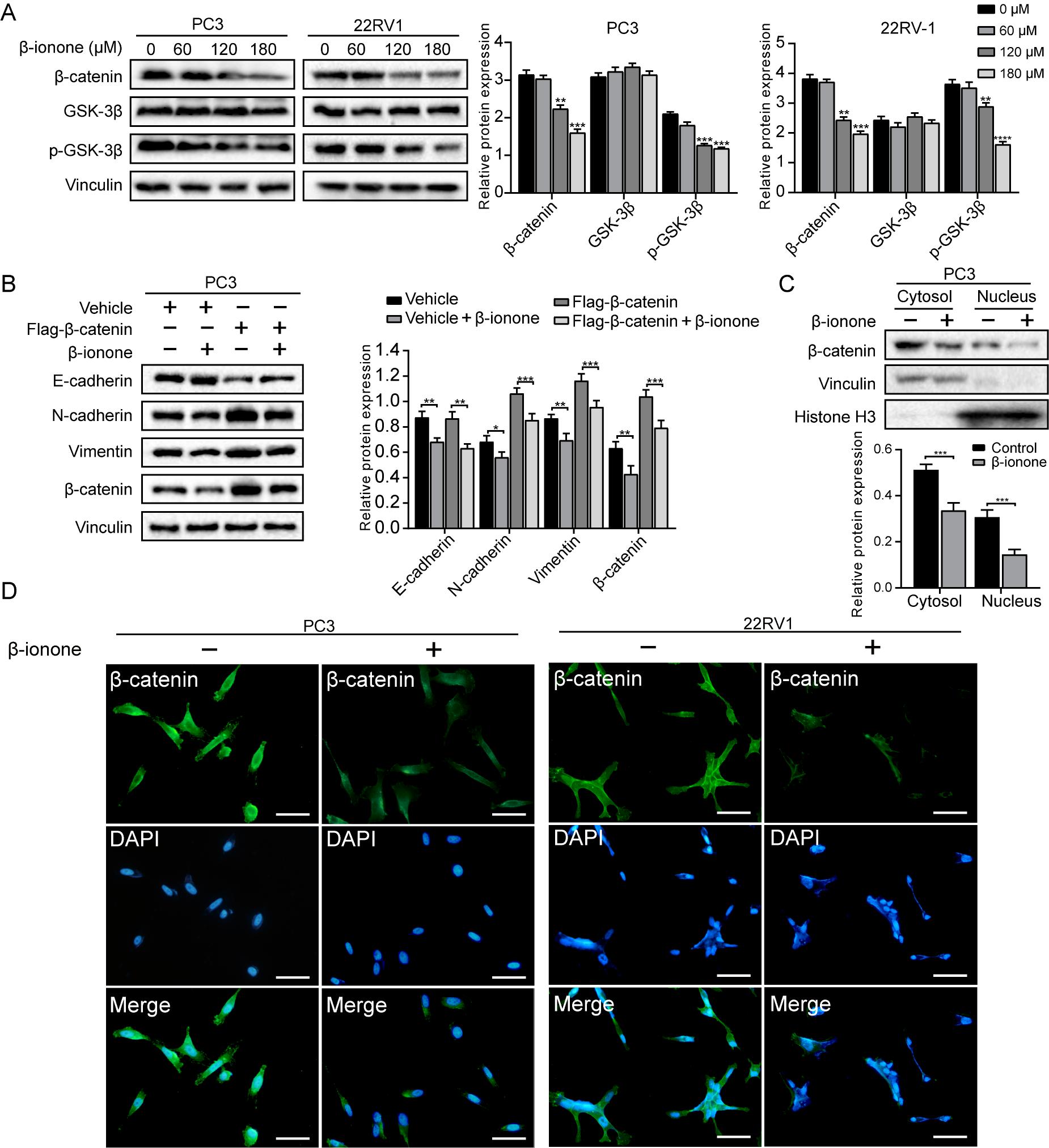 β-ionone Inhibits Epithelial-Mesenchymal Transition (EMT) in Prostate ...