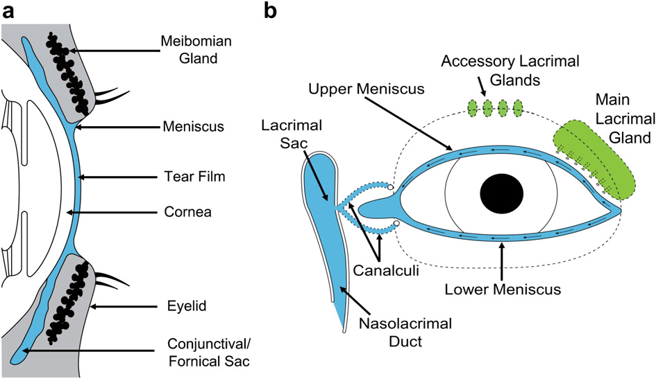 Reflections on the Ocular Surface: Summary of the Presentations at the ...
