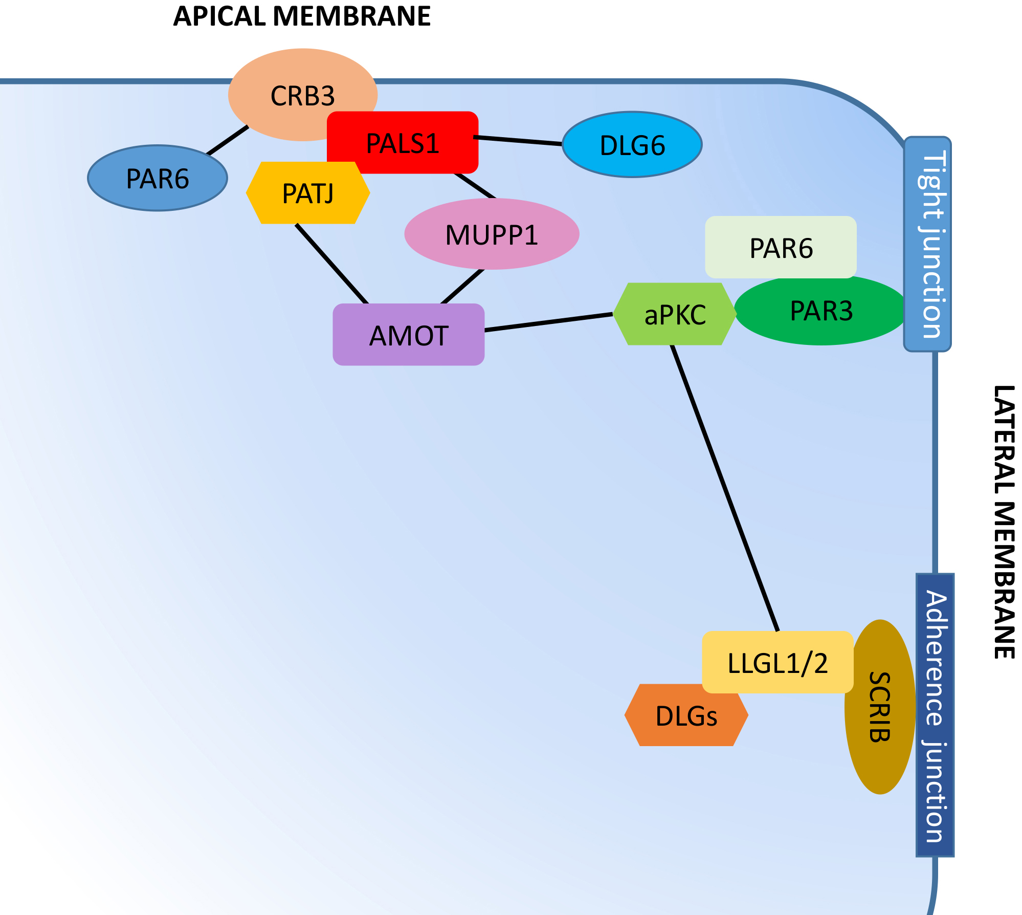 Recent Hints on the Dual Role of Discs Large MAGUK Scaffold Protein 5 ...