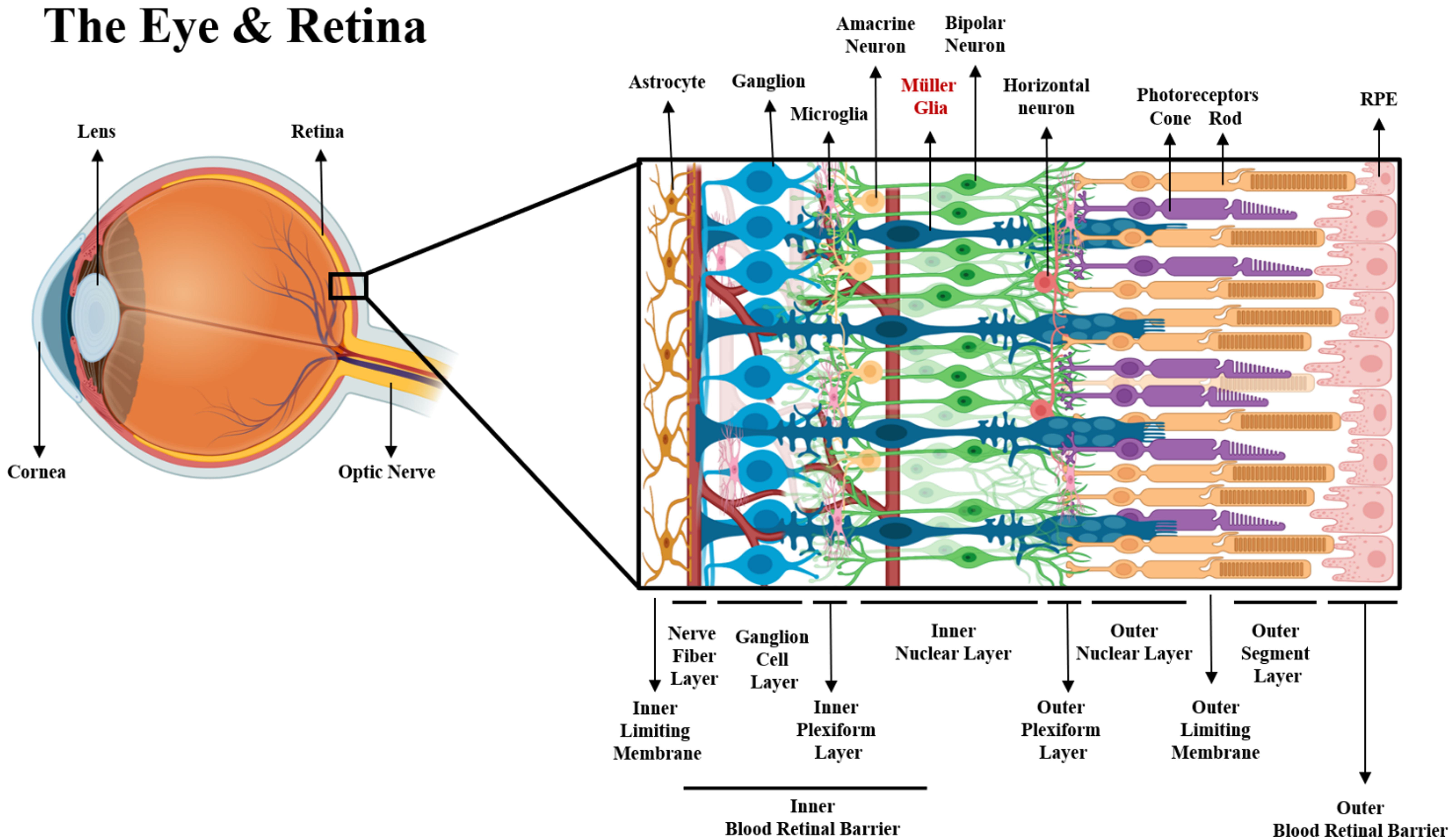Harnessing the Neuroprotective Behaviors of Müller Glia for Retinal Repair
