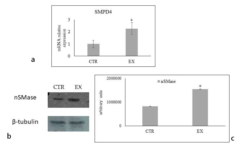 Sphingomyelin in Human Breast Milk might be Essential for the ...