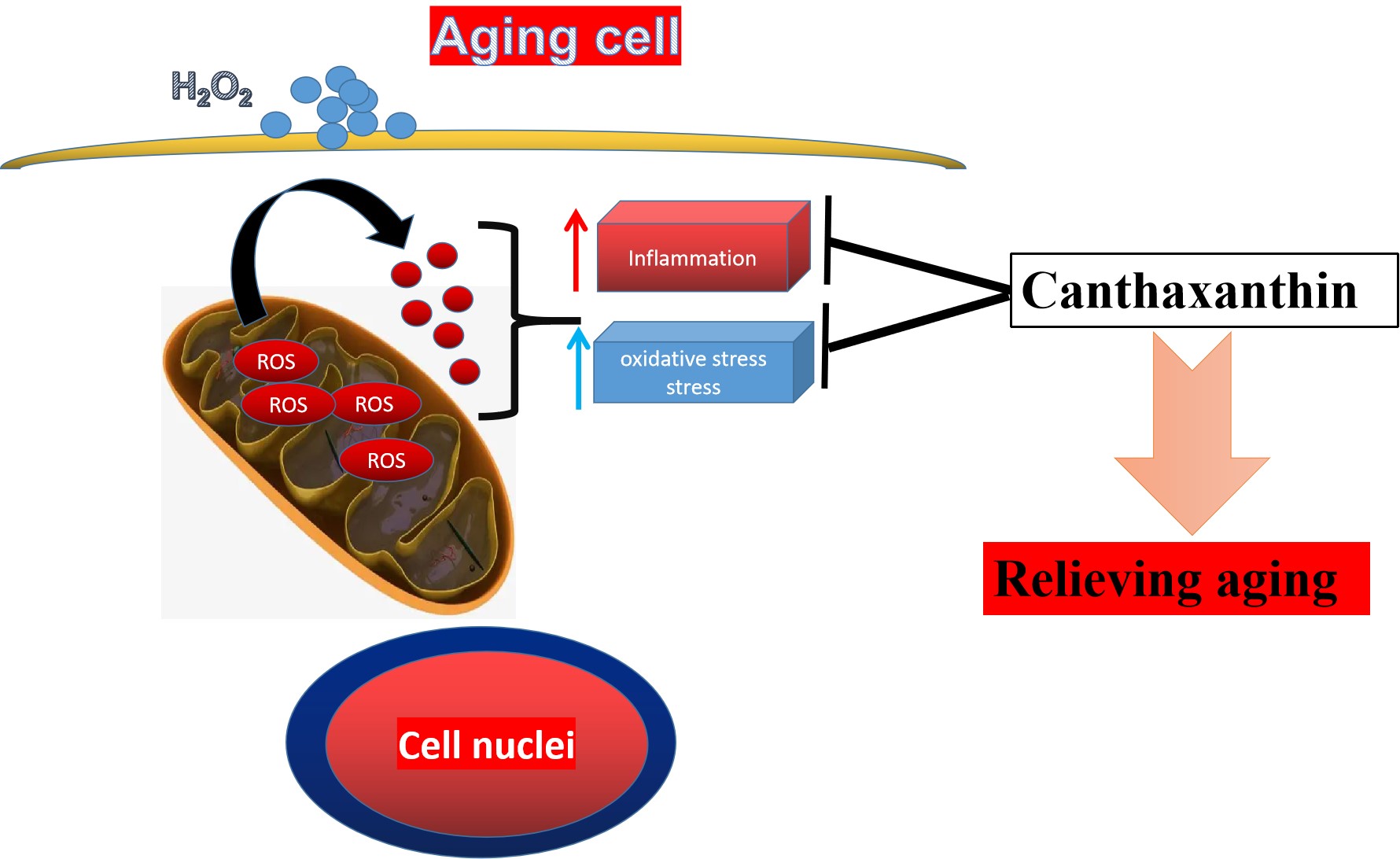 Canthaxanthin Attenuates the Vascular Aging or Endothelial Cell ...