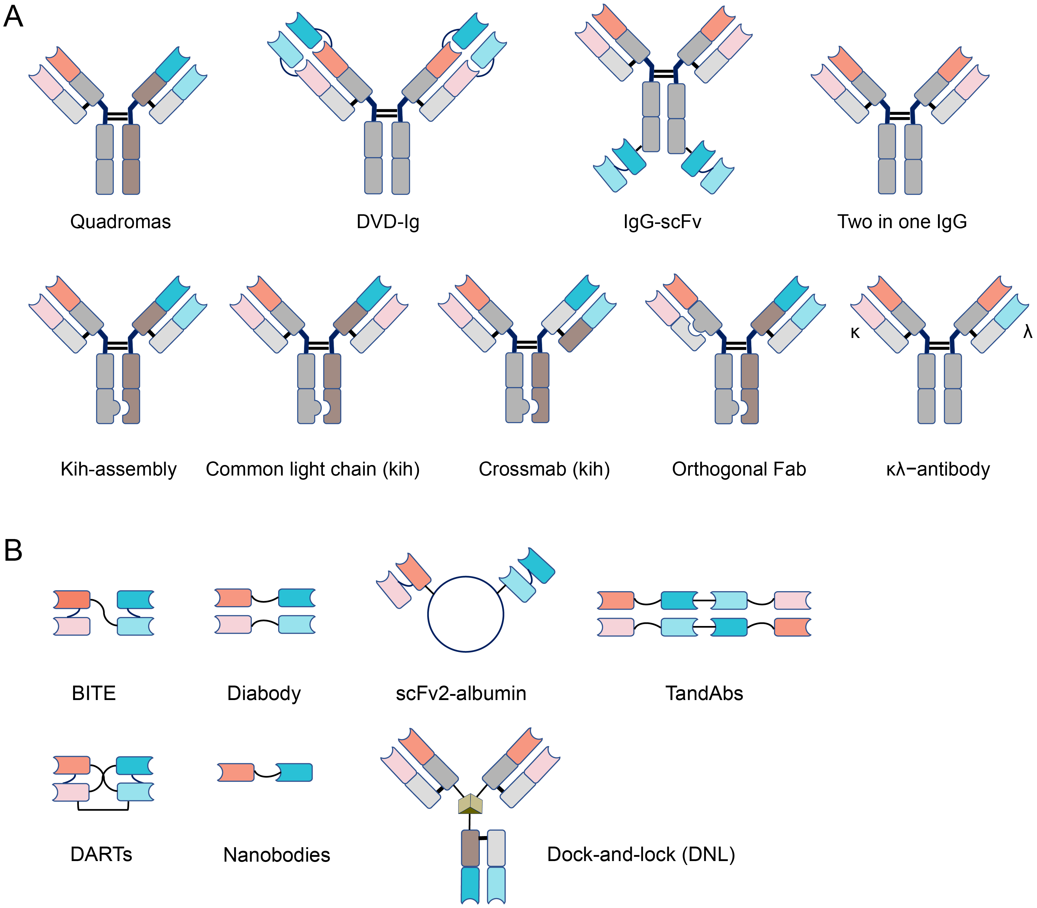 Bispecific Antibodies for Multiple Myeloma: Recent Advancements and ...