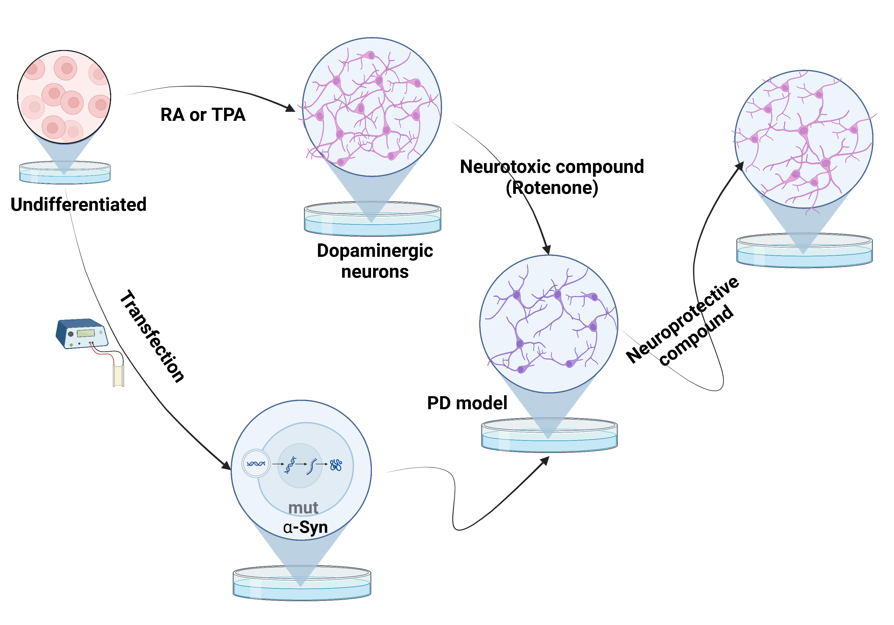 SH-SY5Y Cell Line In Vitro Models for Parkinson Disease Research—Old ...