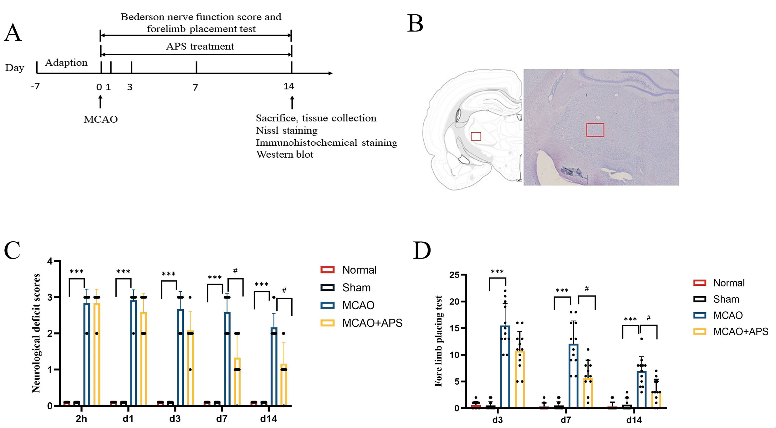 Astragalus Polysaccharide Promotes Neuronal Injury Repair via the ...