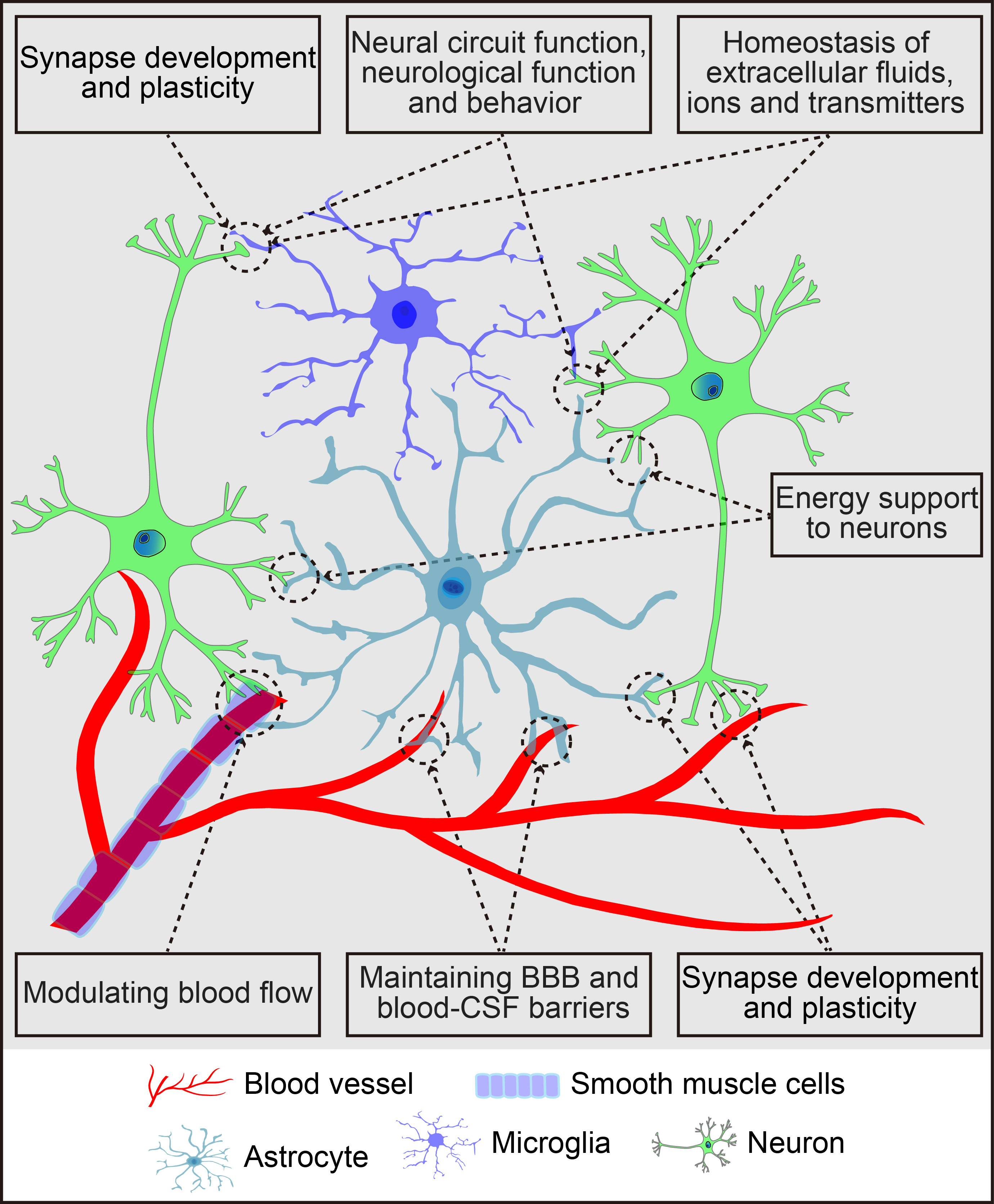 Radiation-Induced Brain Injury with Special Reference to Astrocytes as ...