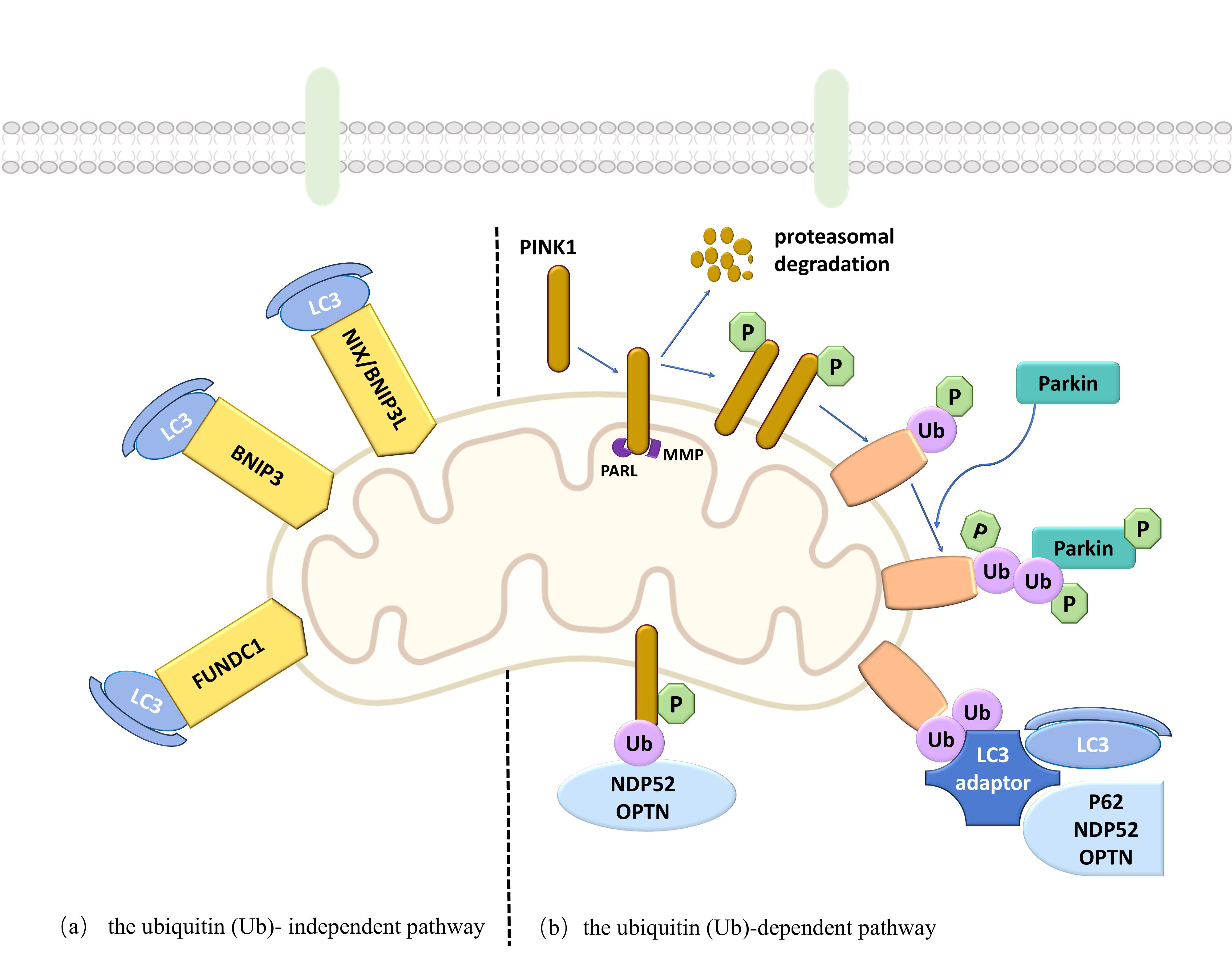 Mechanisms Associated with Mitophagy and Ferroptosis in Cerebral ...