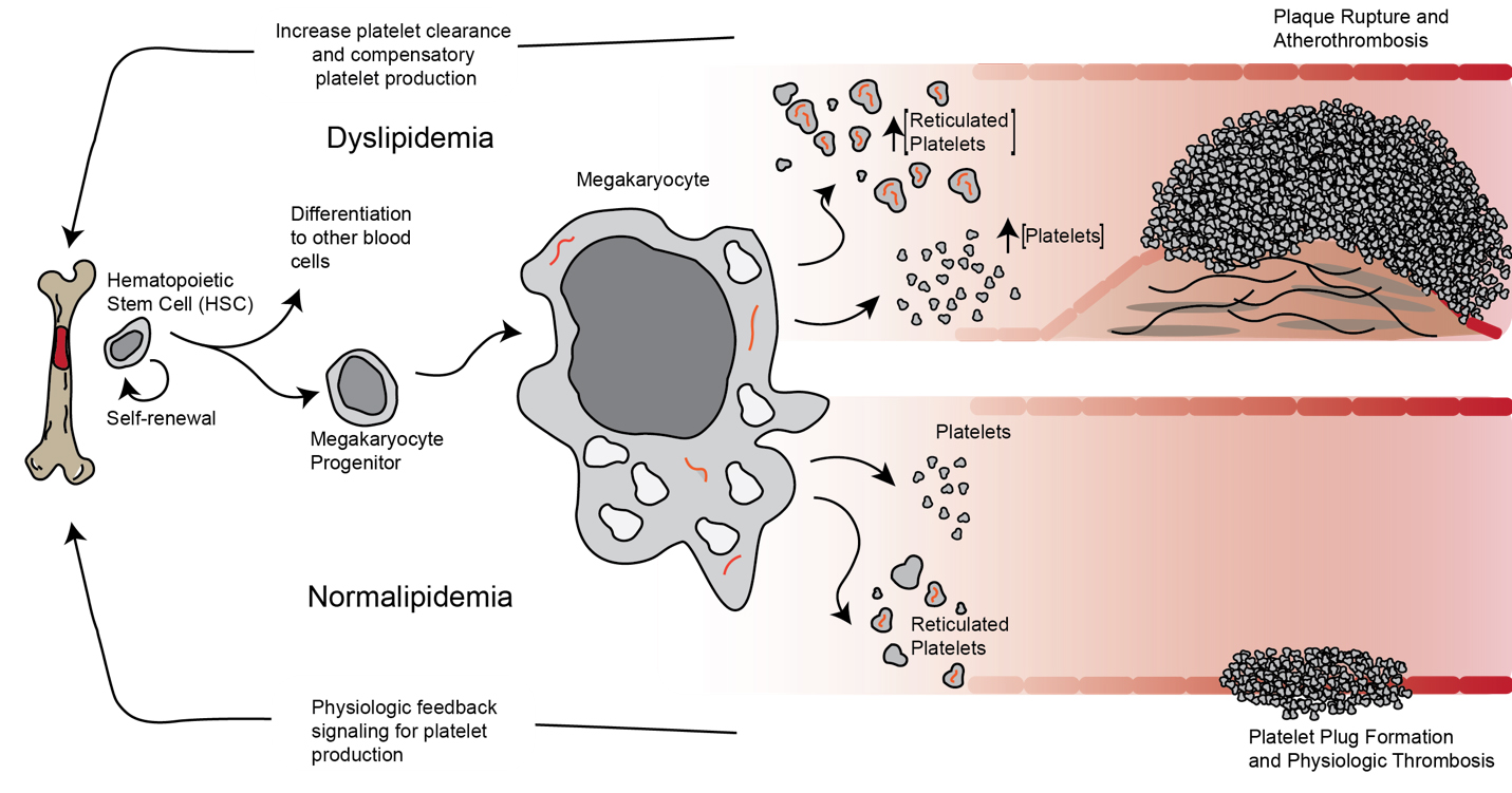 Platelet reactivity in dyslipidemia: atherothrombotic signaling and ...