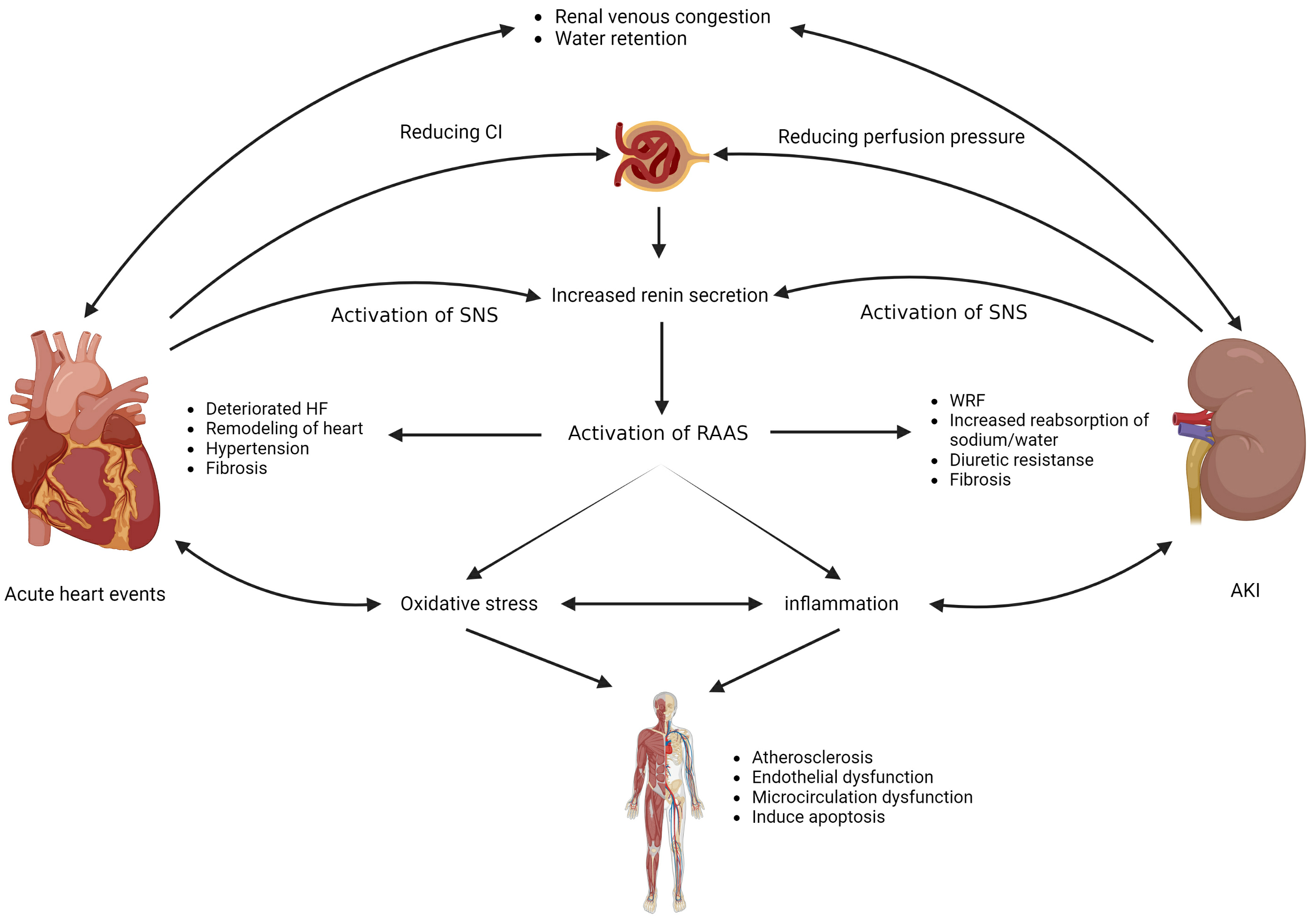 Acute Cardiorenal Syndrome: Epidemiology, Pathophysiology, Assessment ...