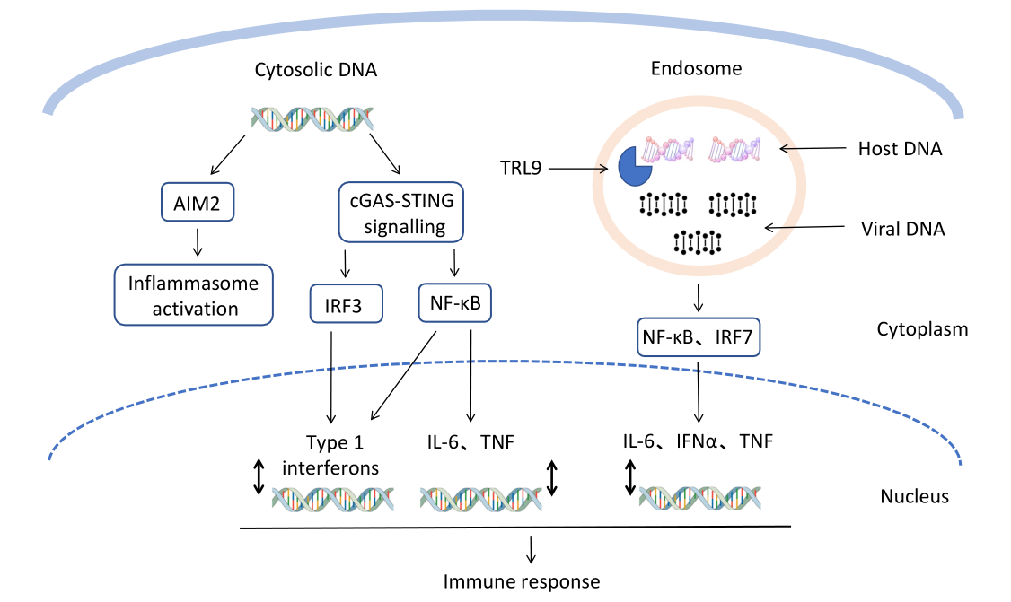 Role and Mechanism of cGAS-STING Pathway in Cardiovascular System