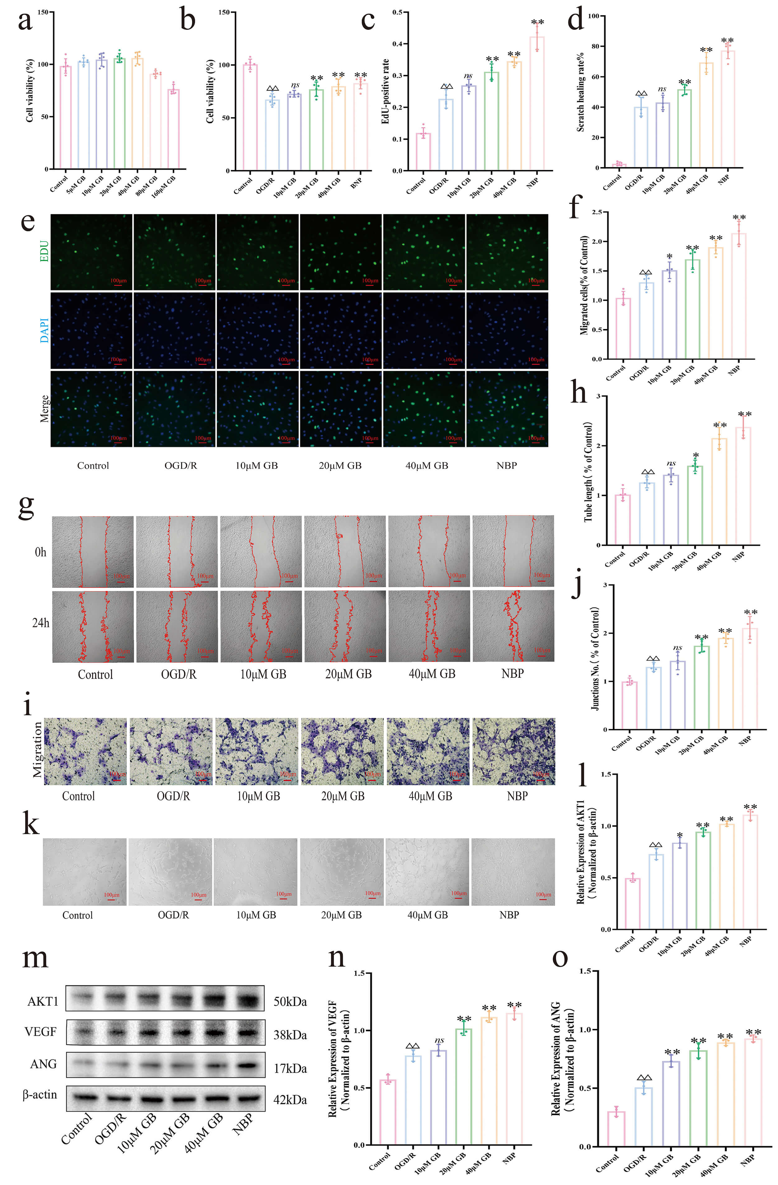 Ginkgolide B Promotes Angiogenesis After Oxygen-Glucose Deprivation by ...