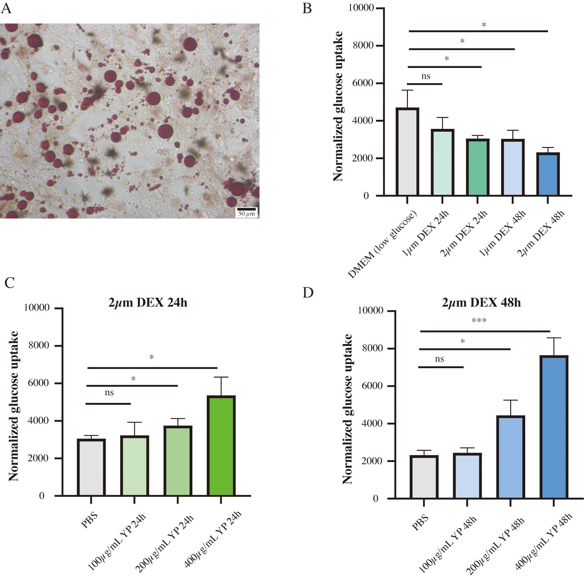 Yam Polysaccharide Ameliorates High-Fat and Fructose Diet-Induced ...