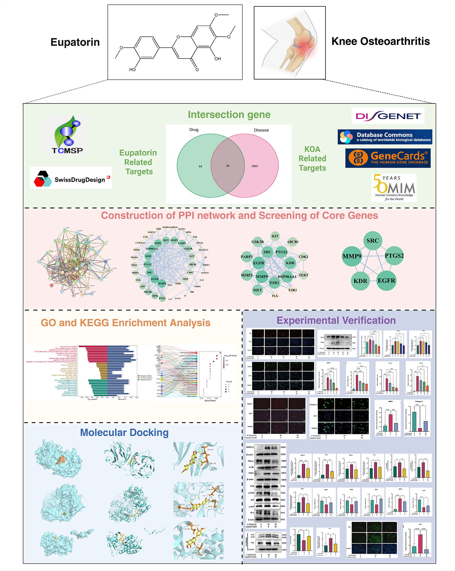 Eupatorin as a Promising Natural Compound Against Knee Osteoarthritis ...
