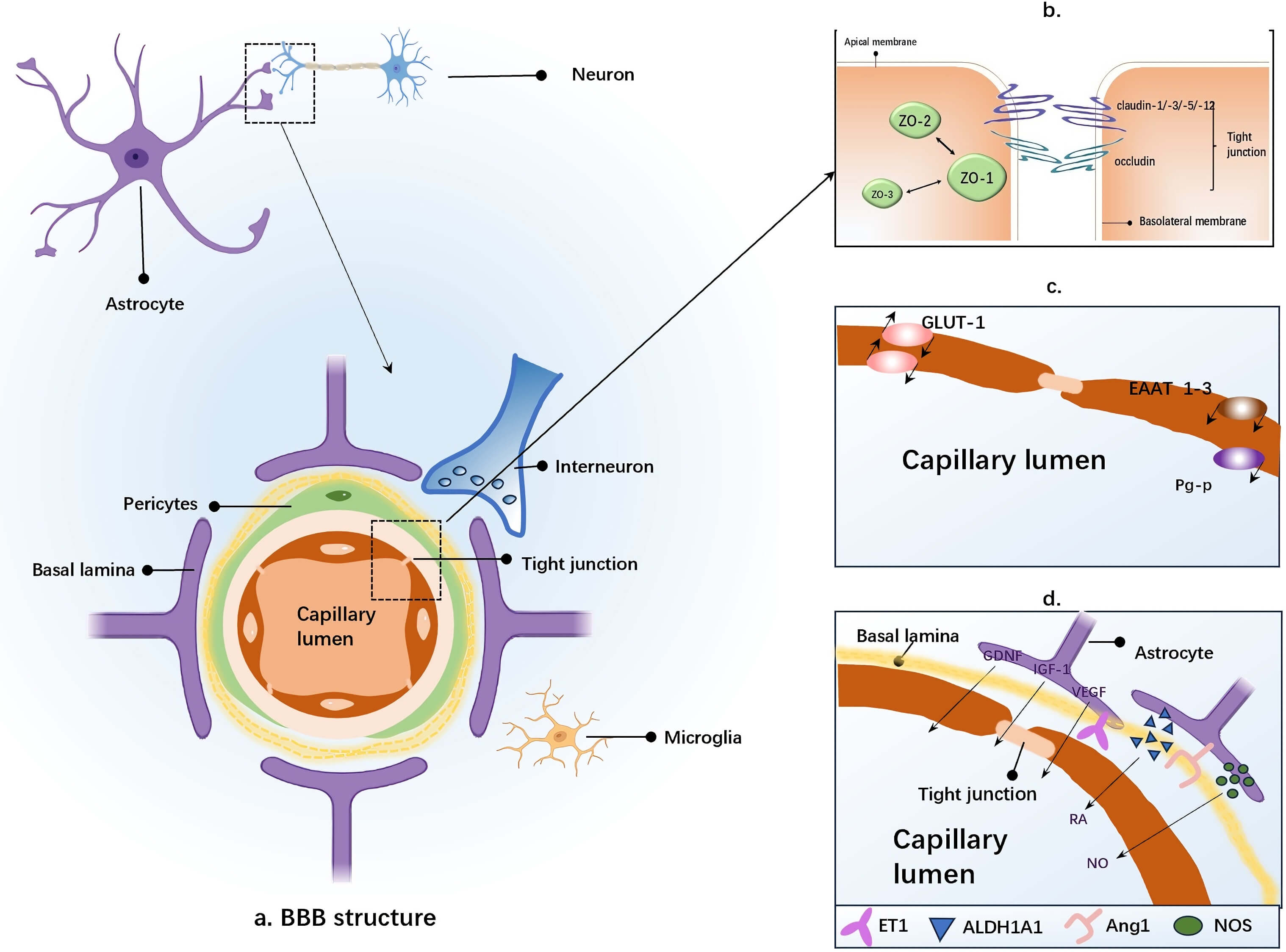 Mechanisms of Astrocyte Action in the Blood Brain Barrier: From ...