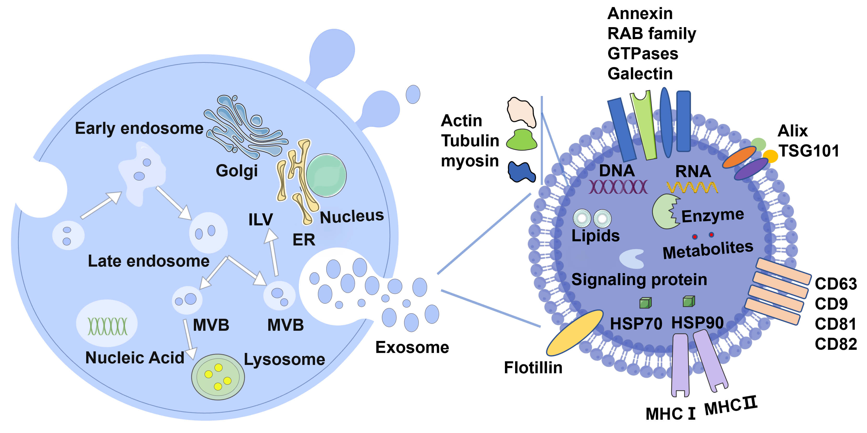The Role of Exosomes as Endogenous Nanocarriers for Targeted Drug ...