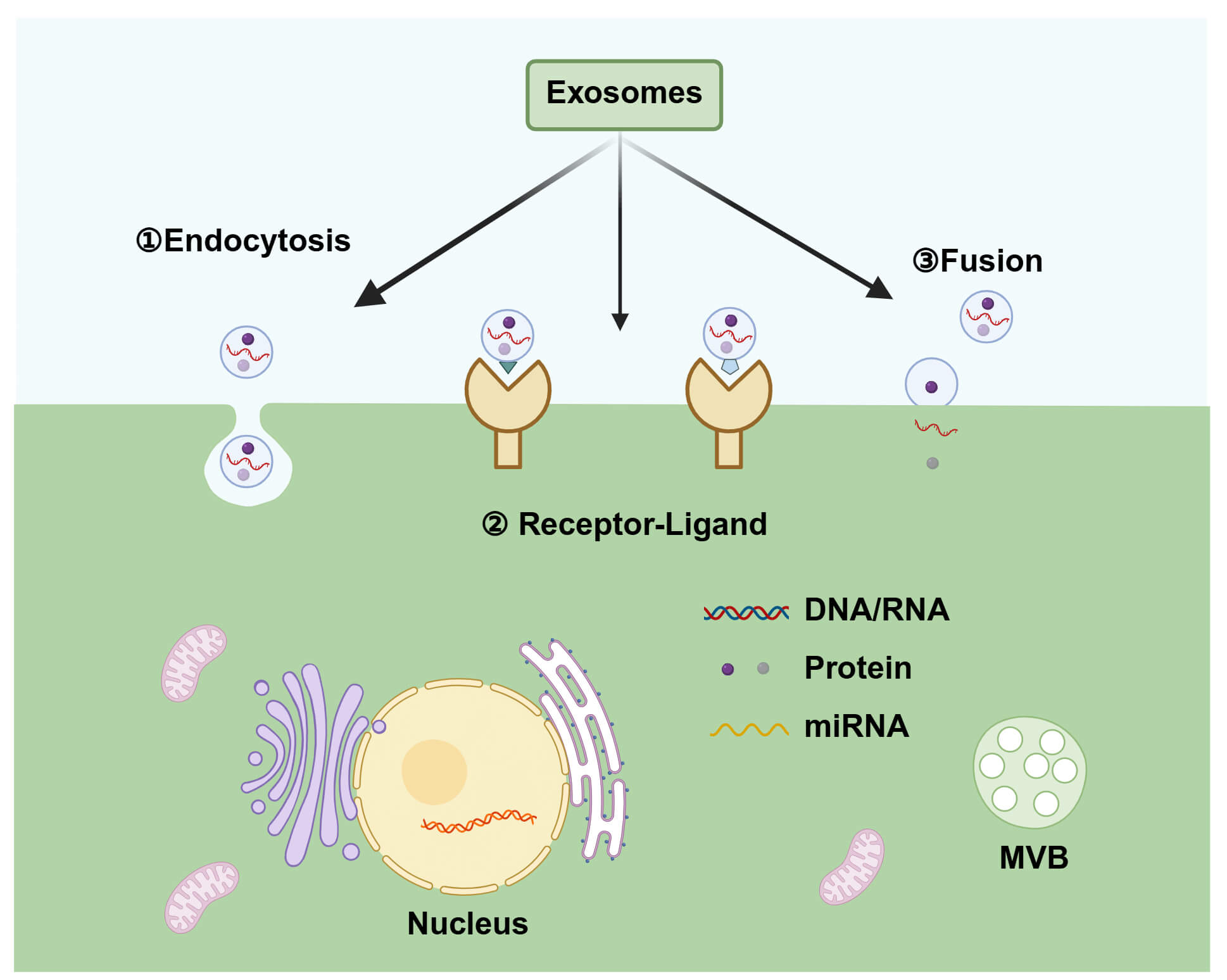 The Role of Exosomes as Endogenous Nanocarriers for Targeted Drug ...