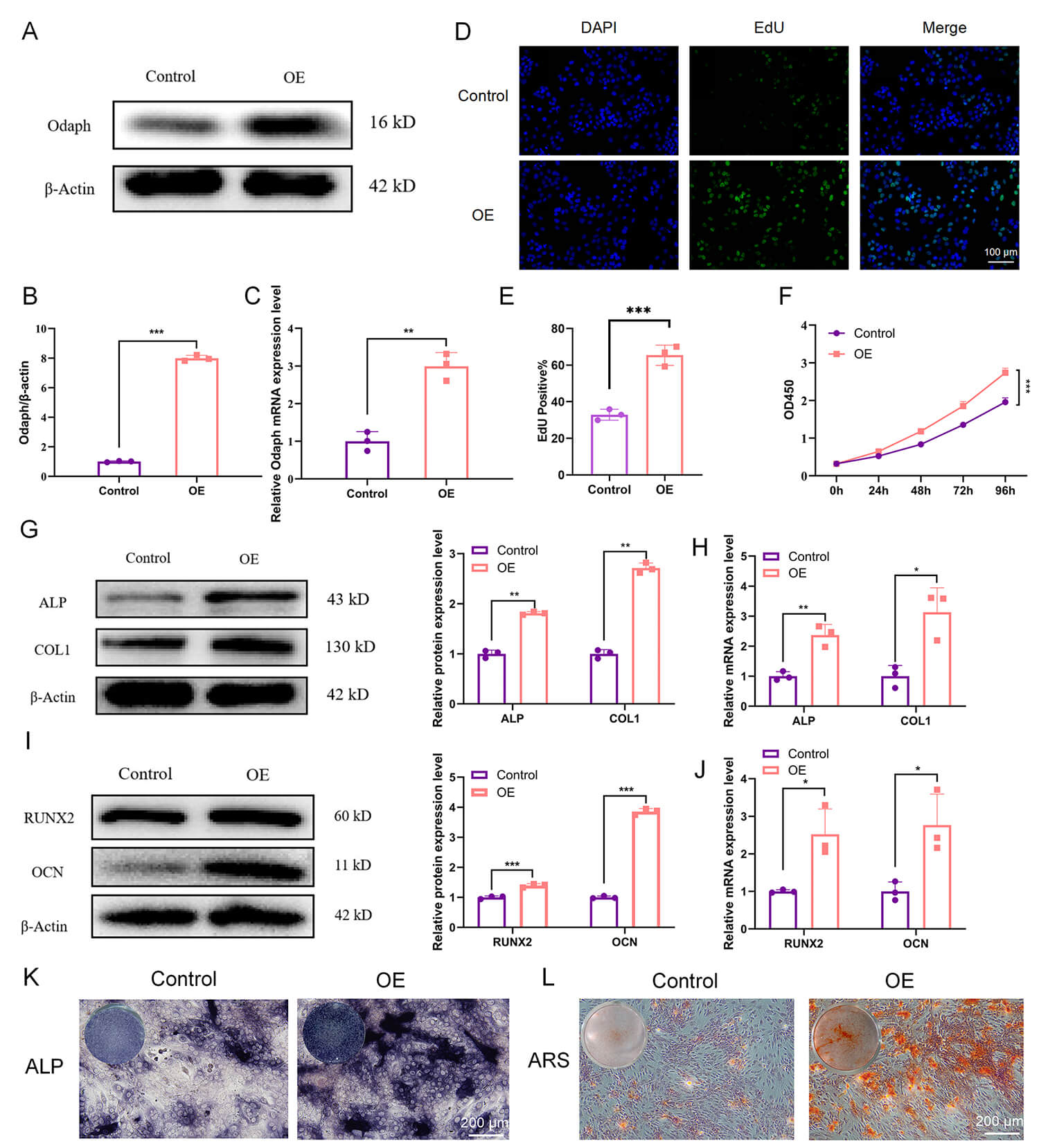 Odaph Promotes Osteoblast Proliferation and Differentiation by ...