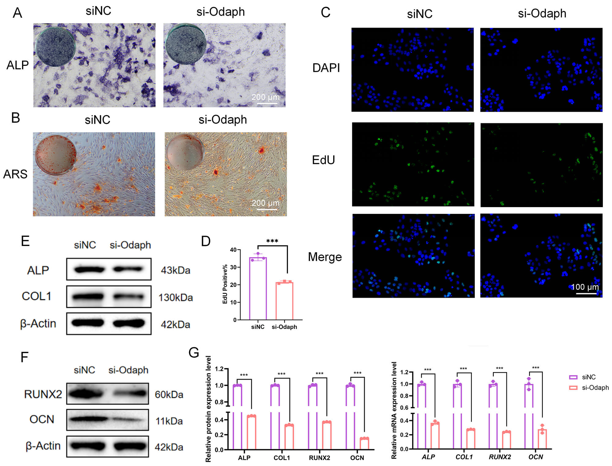 Odaph Promotes Osteoblast Proliferation and Differentiation by ...