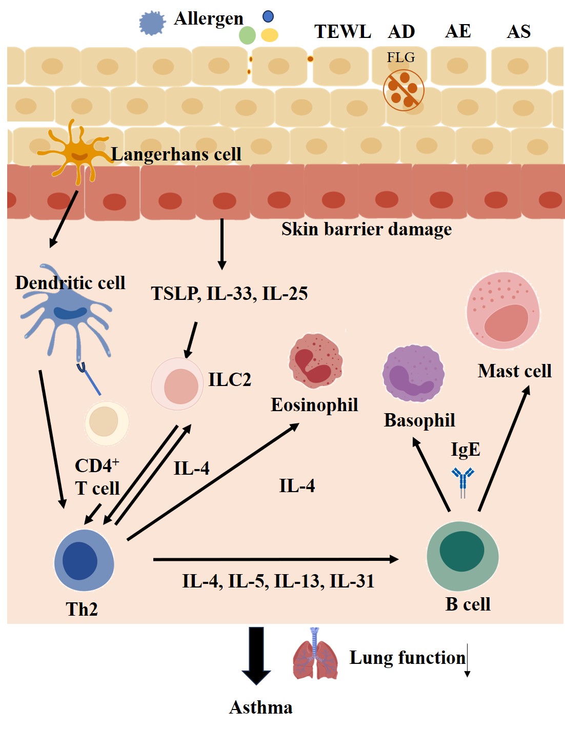 The Research Progress on the Relationship Between Asthma and Skin ...