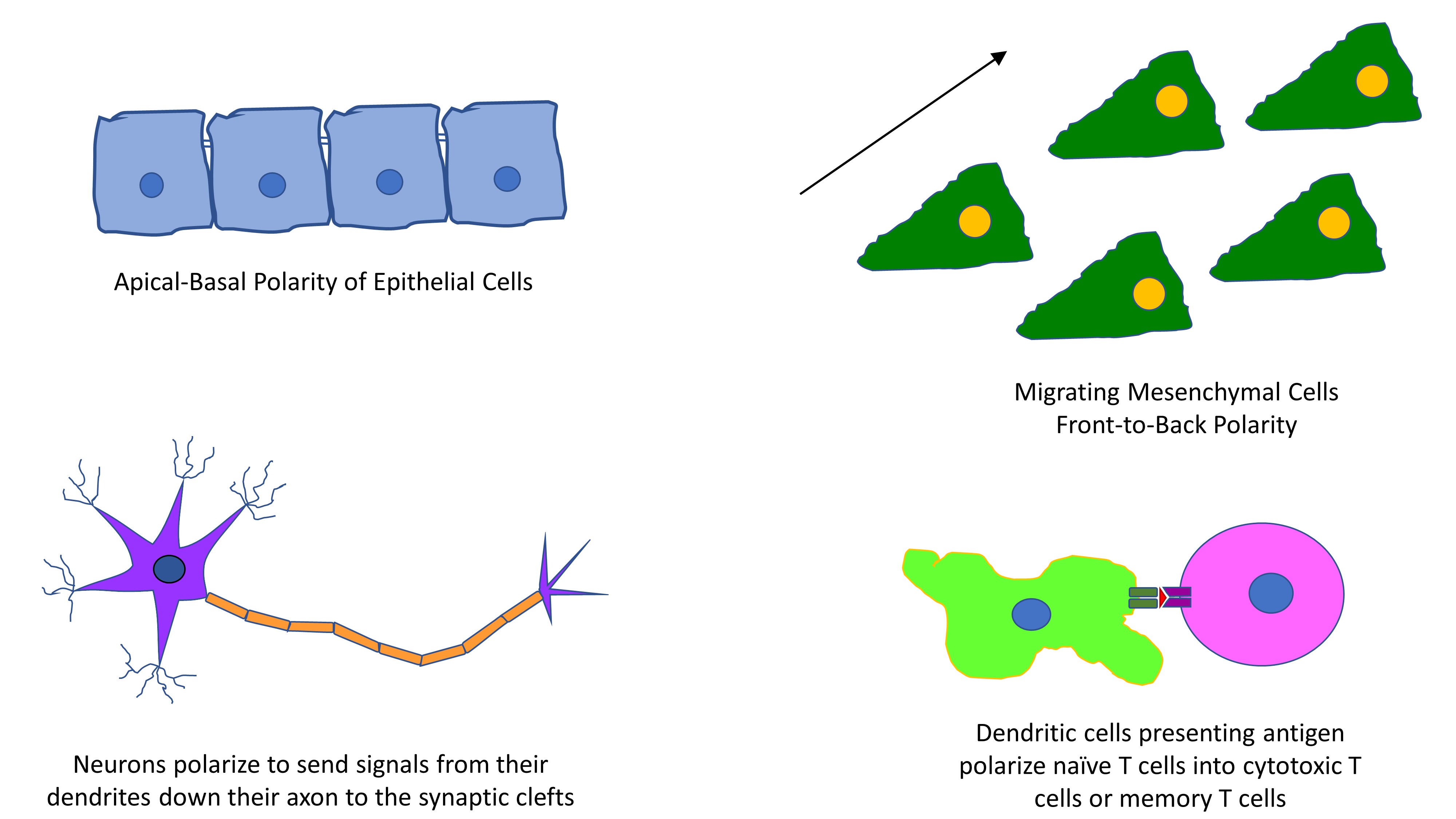 Polarity as a physiological modulator of cell function