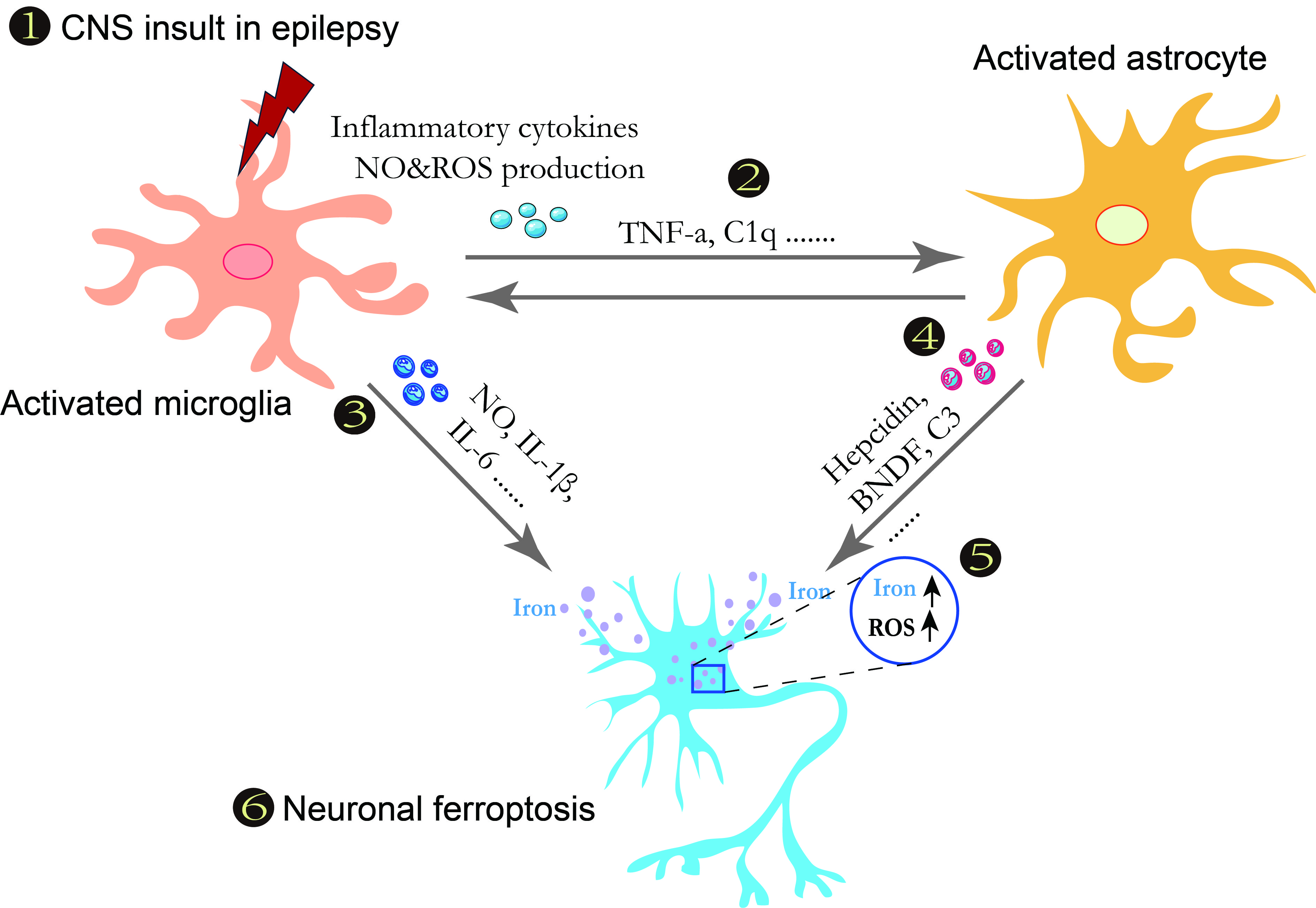 Understanding the Role of Glia-Neuron Communication in the ...