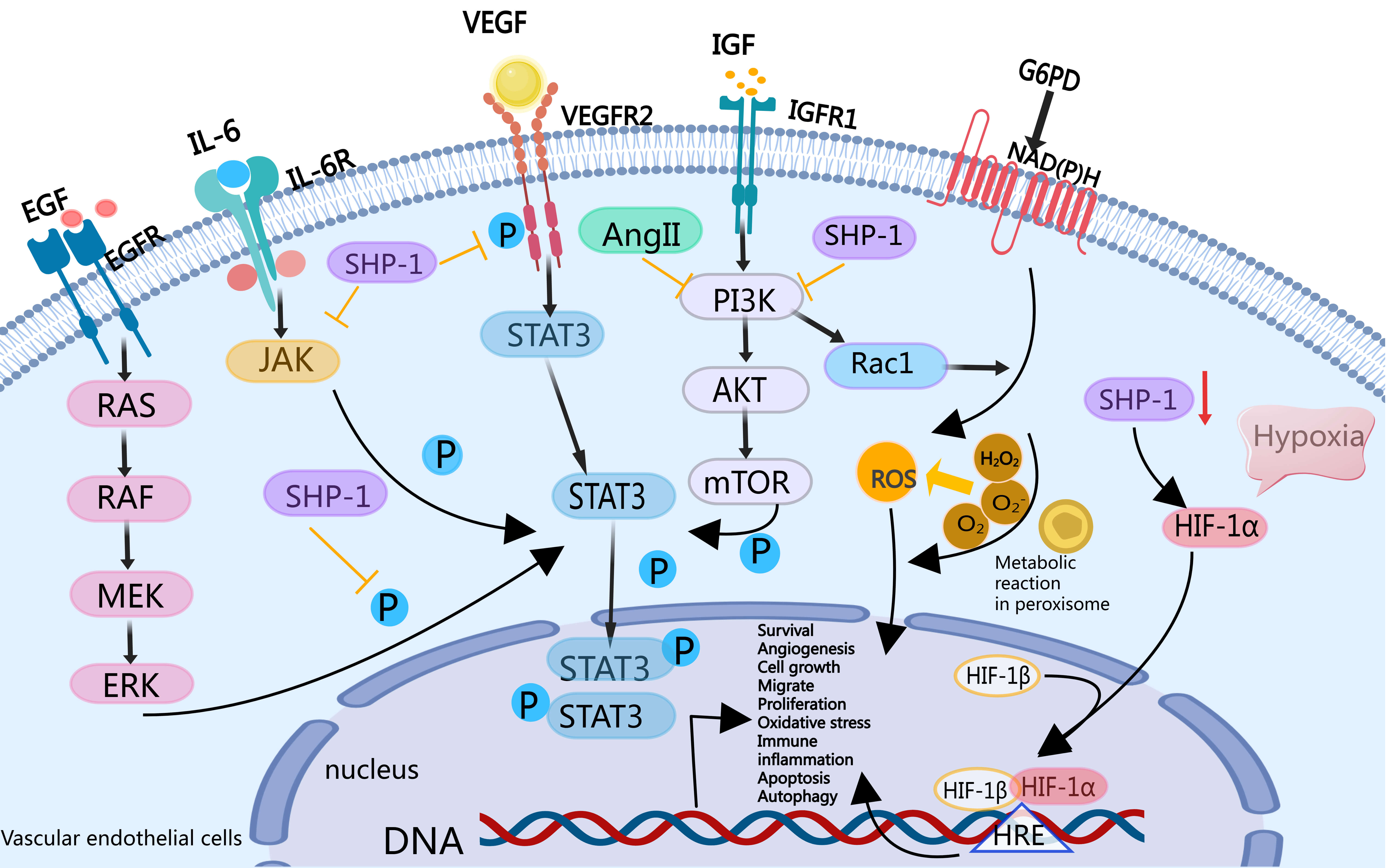 Current Evidence on the Potential Role of Endothelial SHP-1 in Pulmonary Vascular Remodeling ...